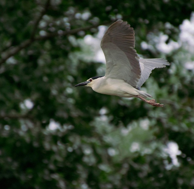 Bird Night Heron Flying - Free photo on Pixabay