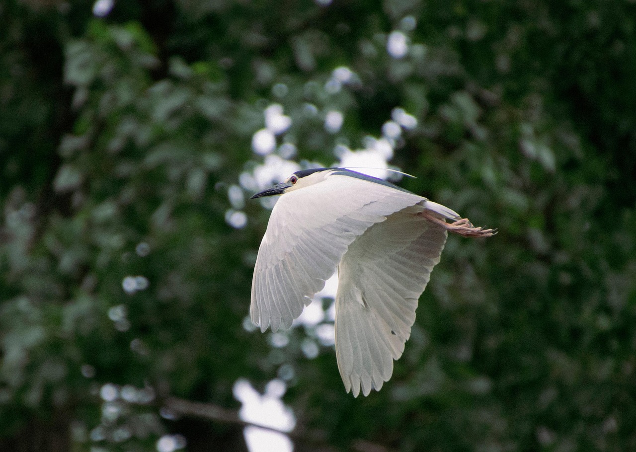 Bird Night Heron Flying - Free photo on Pixabay