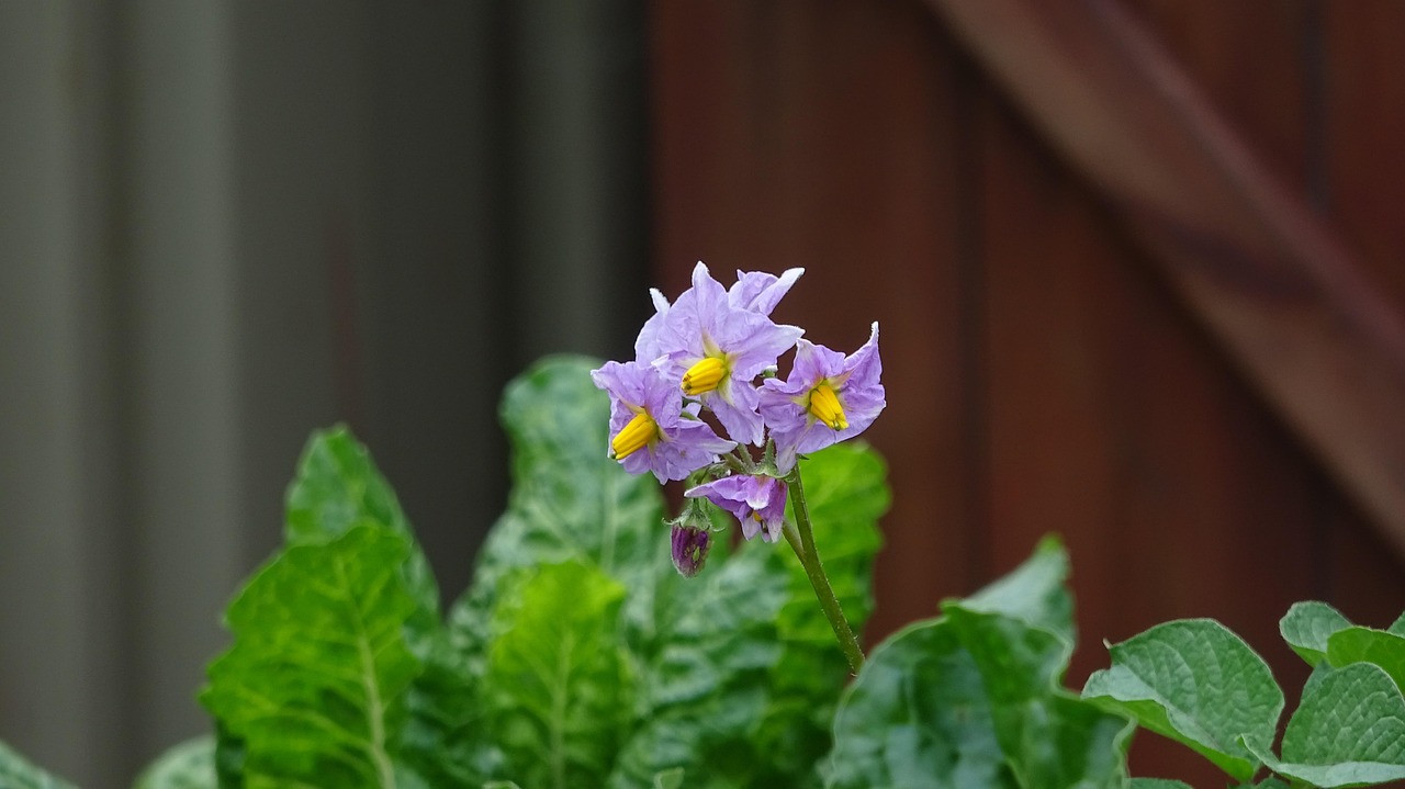 Flor Purpura De Papa - Foto gratis en Pixabay - Pixabay