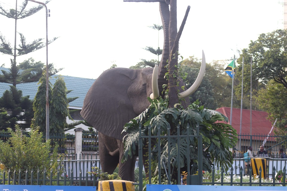 Arusha Tansania Tembo - Kostenloses Foto auf Pixabay - Pixabay