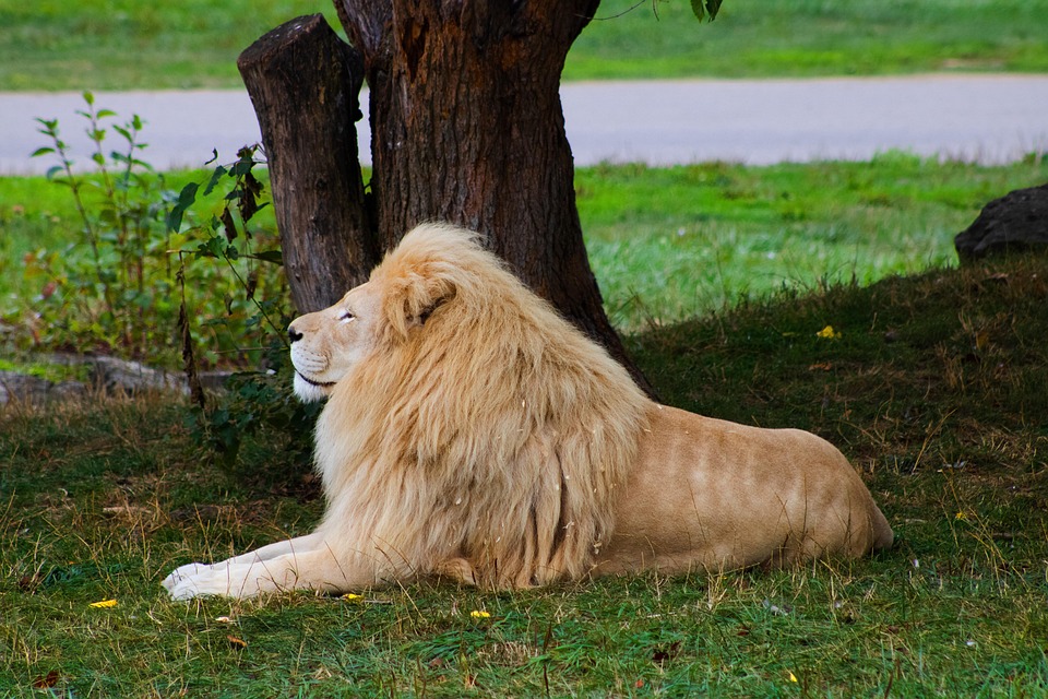 Leão Animal Juba - Foto gratuita no Pixabay - Pixabay