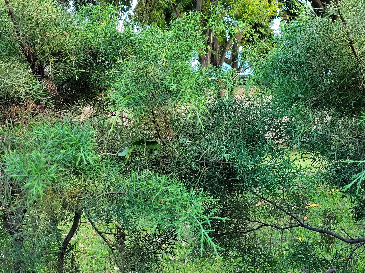 Cipress Arbre Nature - Photo gratuite sur Pixabay - Pixabay