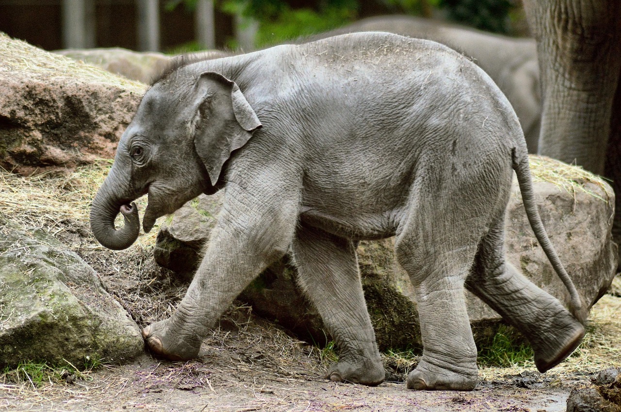 10,000+ Free Little Elephant & Elephant Images - Pixabay