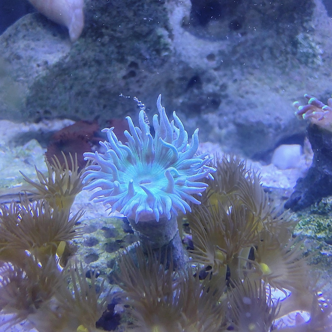 Aquarium Marine Natur - Kostenloses Foto auf Pixabay - Pixabay