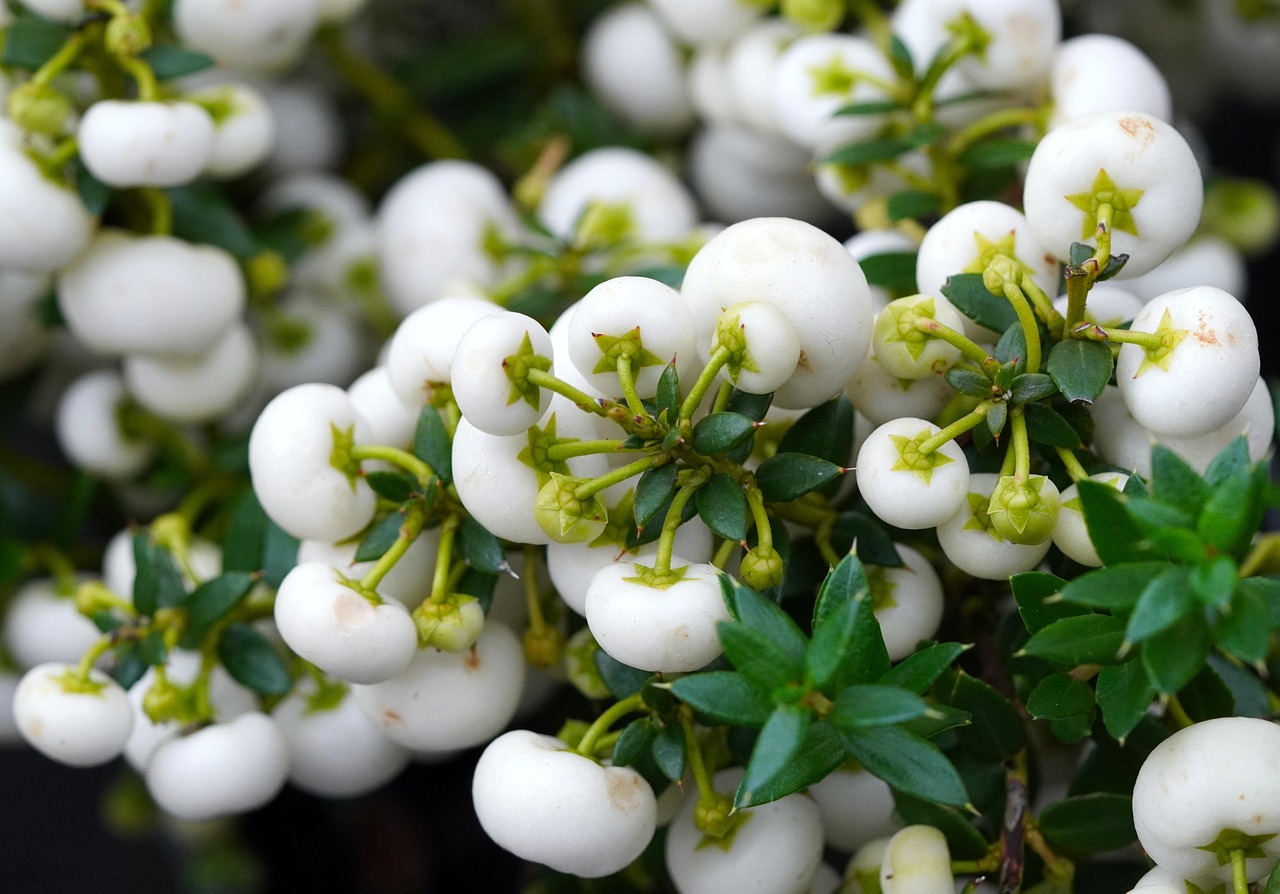 Pernettya Flowers Plant - Free photo on Pixabay - Pixabay