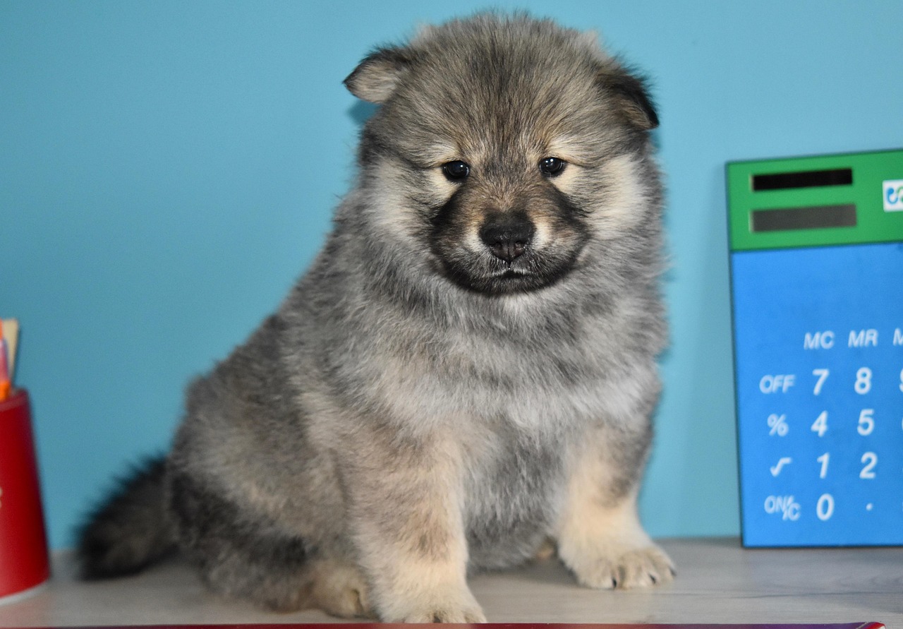 Eurasier Puppy Dog German Breed - Free photo on Pixabay - Pixabay