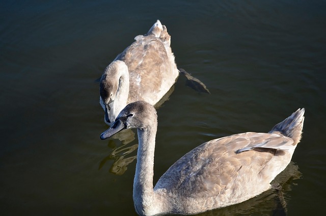 Cigni Uccelli Acquatici - Foto gratis su Pixabay - Pixabay