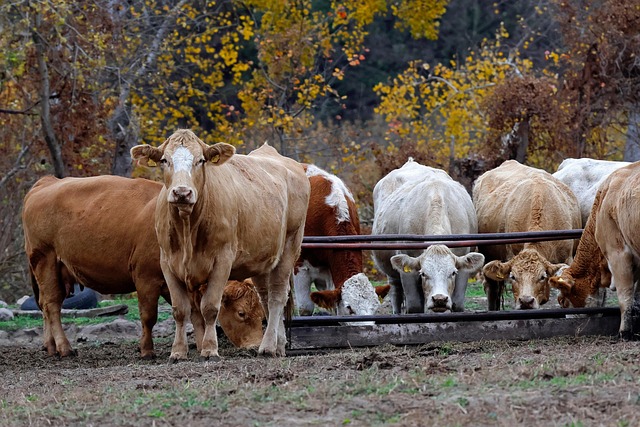 Vacas Ganados Ganado - Foto gratis en Pixabay