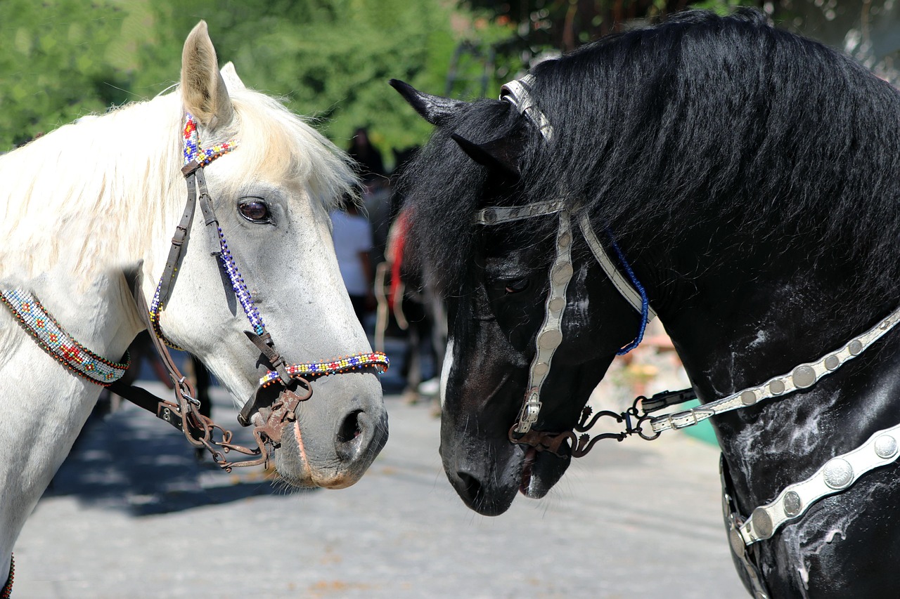 Animal Cavalos Juba - Foto gratuita no Pixabay - Pixabay