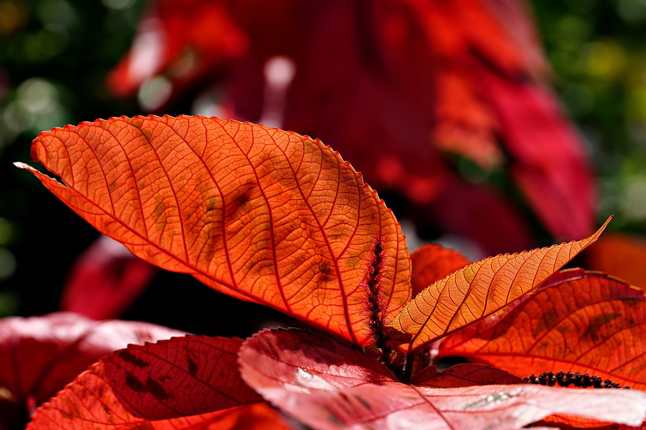 10+ Free Wilkesiana & Acalypha Wilkesiana Images - Pixabay