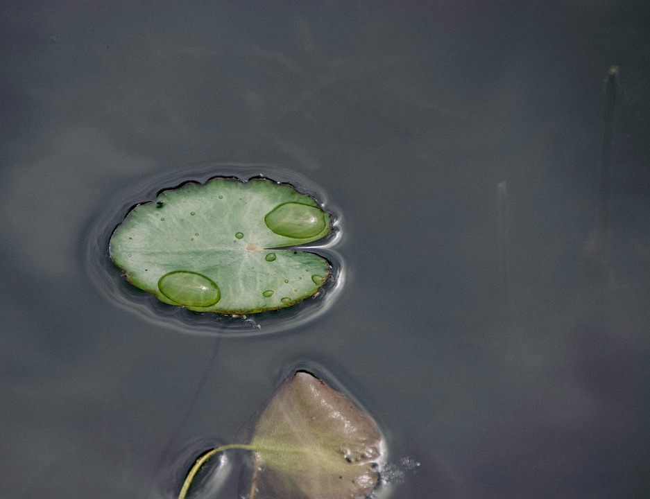 Lotus Plant Water Lily - Free photo on Pixabay - Pixabay