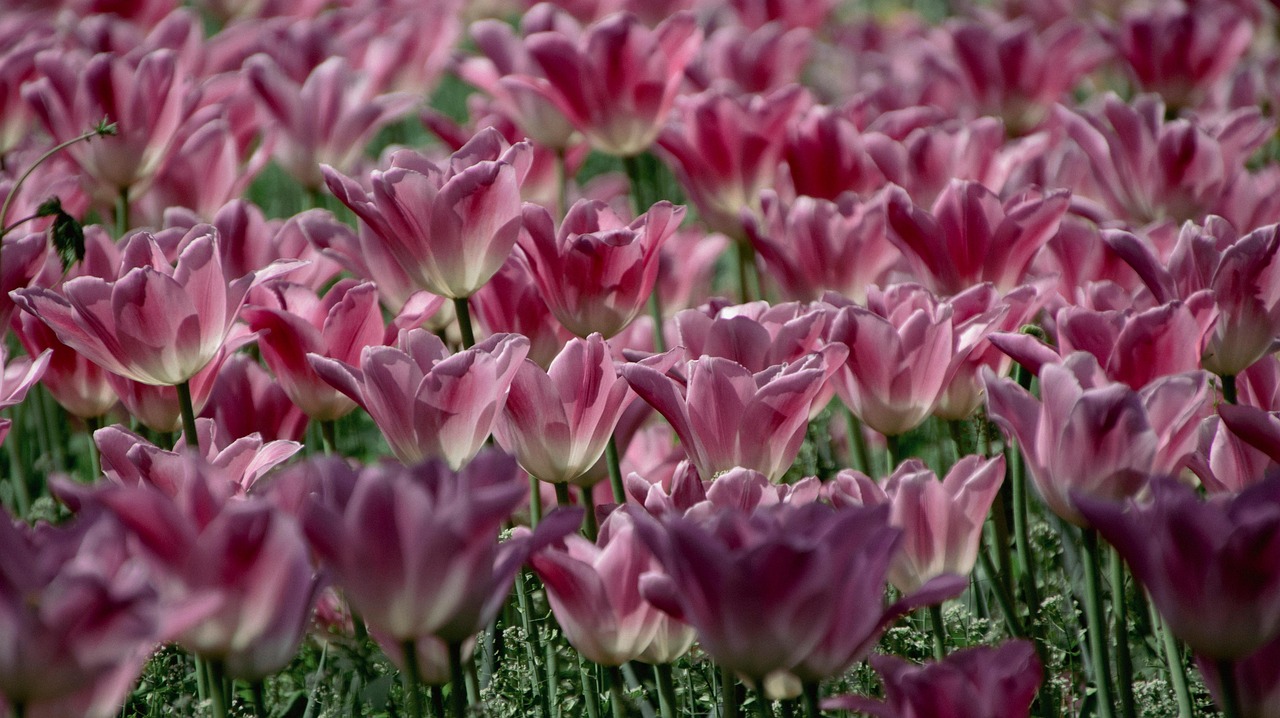 Tulipani Fiori Giardino - Foto gratis su Pixabay - Pixabay