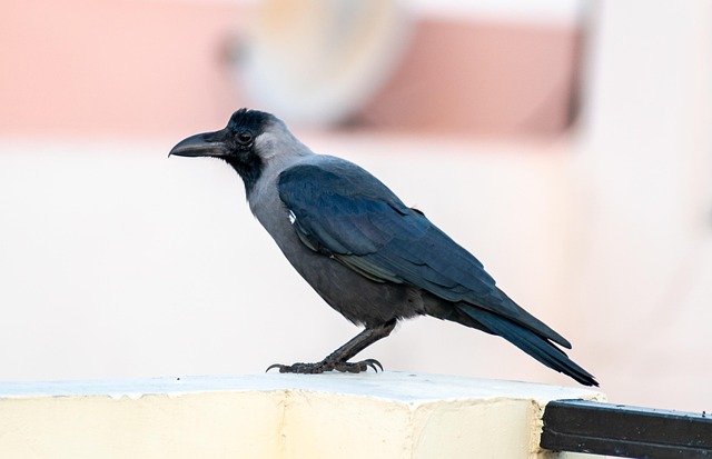 Corbeau Oiseau Le - Photo gratuite sur Pixabay