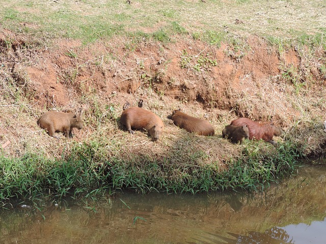 Capivara Mamífero Natureza - Foto gratuita no Pixabay - Pixabay
