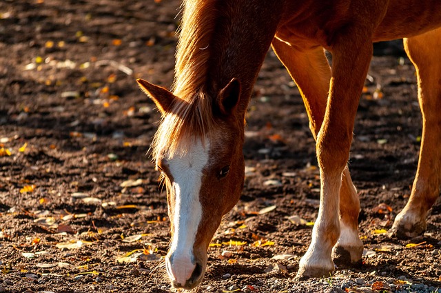 Pferd Pferde Pferdesport - Kostenloses Foto auf Pixabay