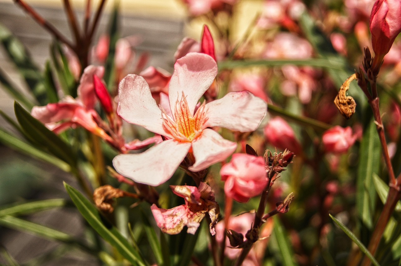 Bunga Merah Jambu Hijau - Foto gratis di Pixabay - Pixabay