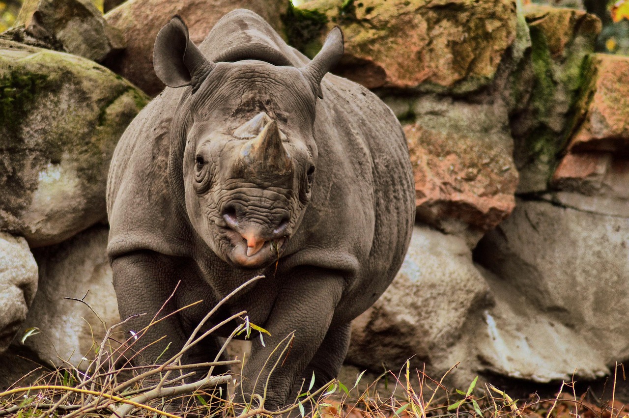 30,000+ Free Black Rhino & Rhino Images - Pixabay
