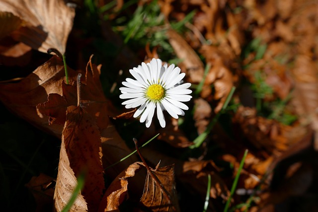 Flor Margarida Natureza - Foto gratuita no Pixabay - Pixabay