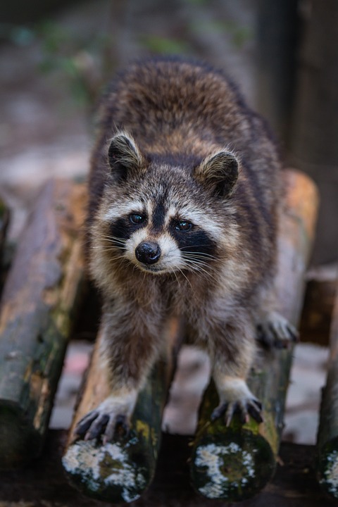 Animal Raccoon Cute - Free photo on Pixabay