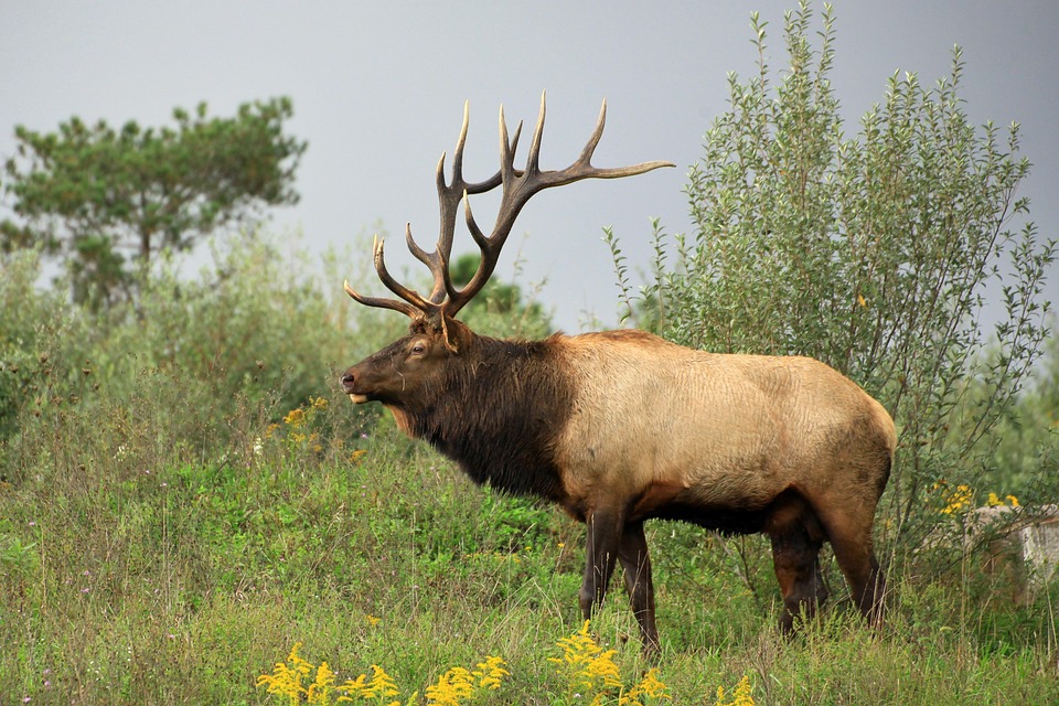 Elk Bull Rut - Free photo on Pixabay