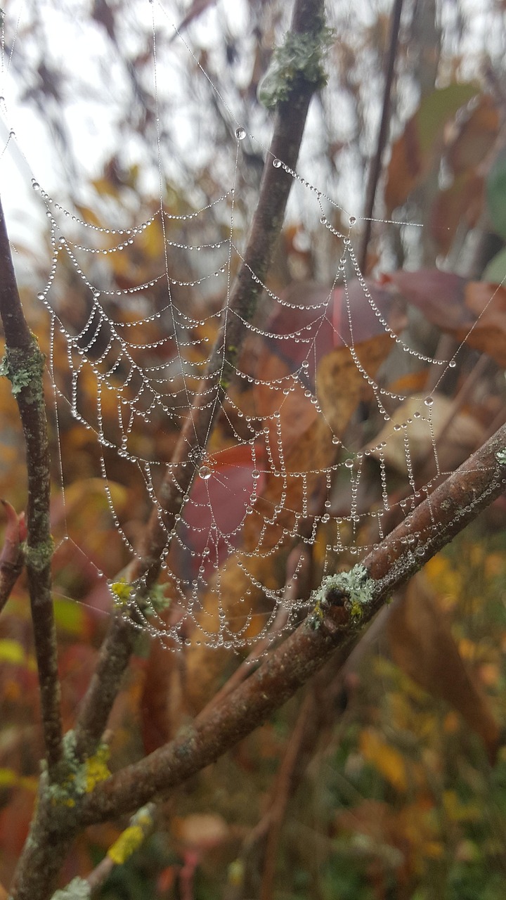 Fall Web Spider - Free photo on Pixabay - Pixabay