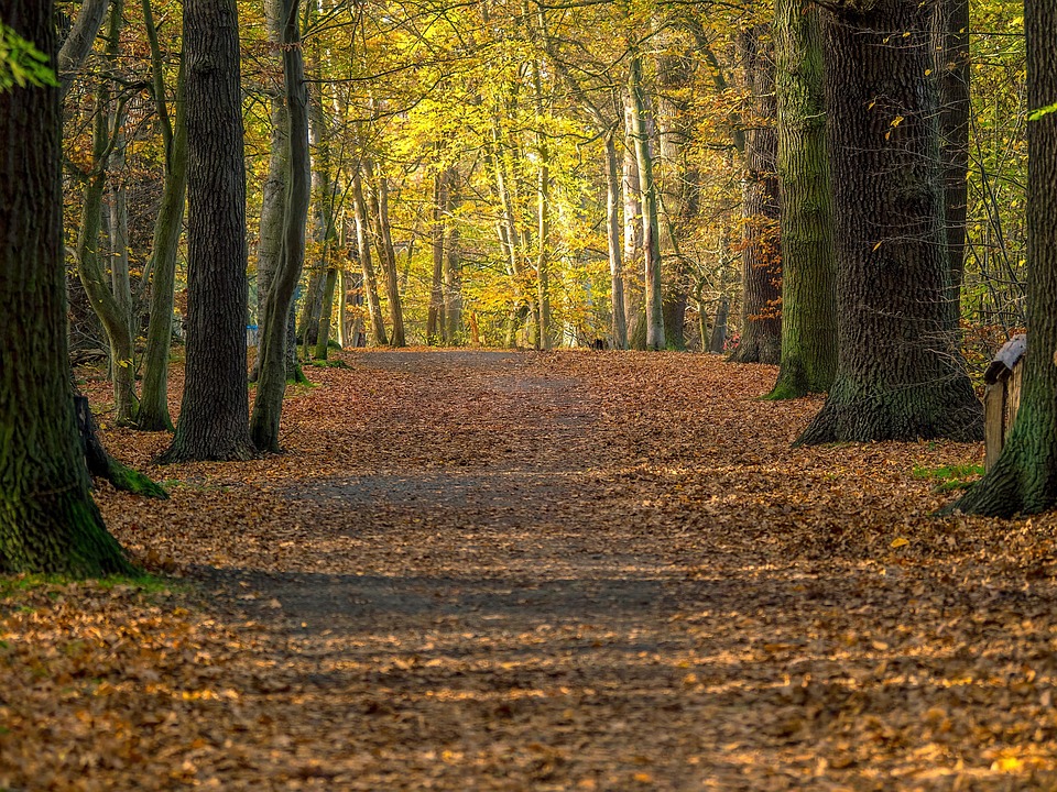 Naturaleza Paisaje Bosque - Foto gratis en Pixabay