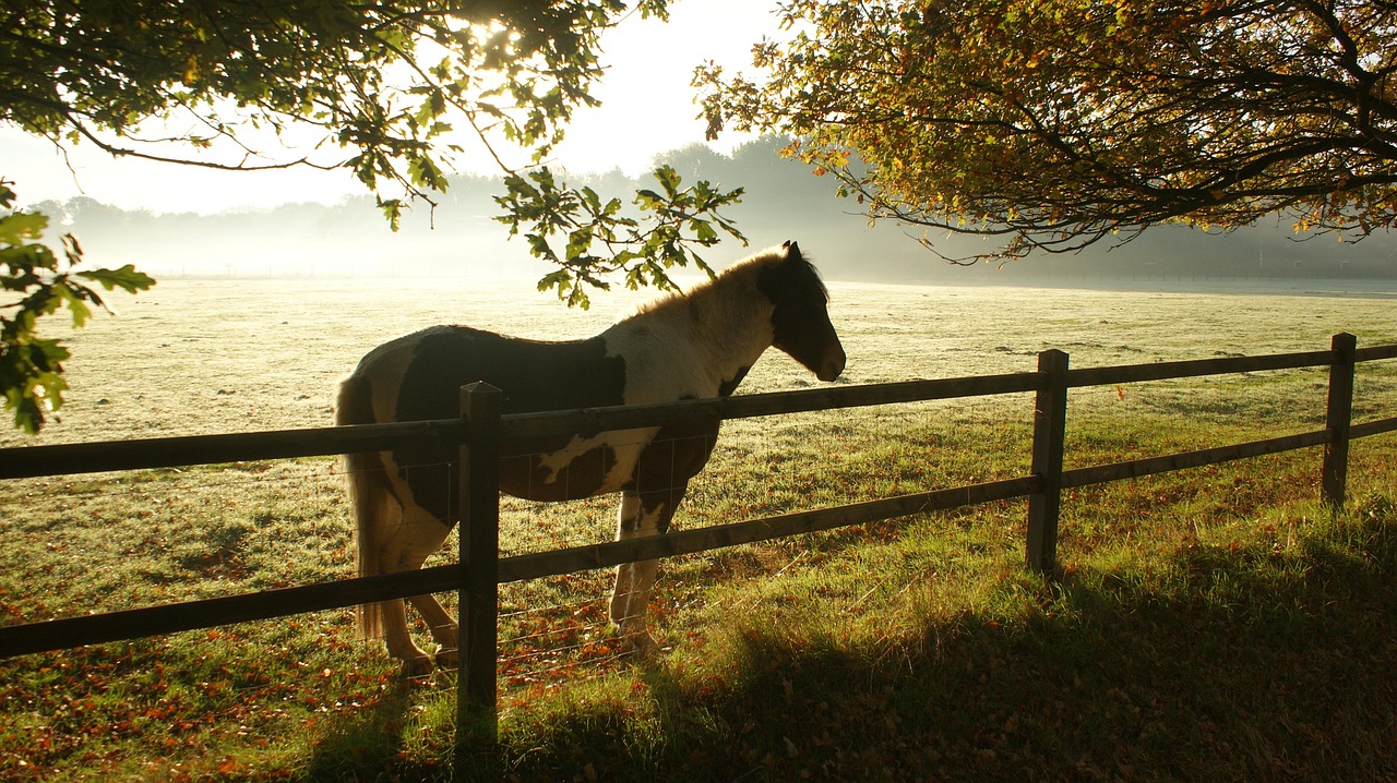 Caballo Animal Mamífero - Foto gratis en Pixabay - Pixabay