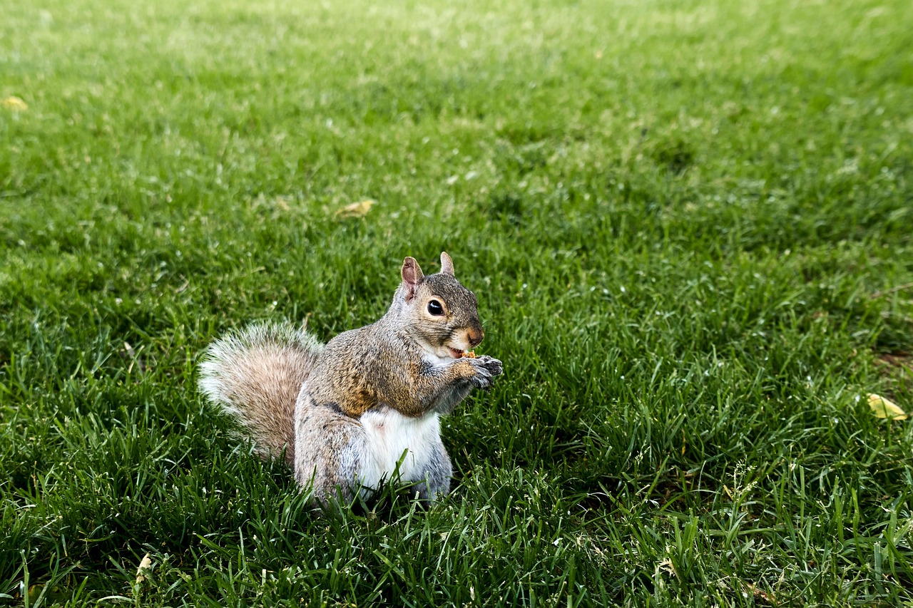 Animal Esquilo Espécies - Foto gratuita no Pixabay - Pixabay