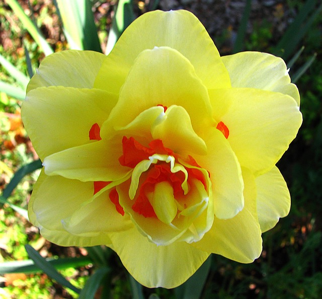 Daffodil Double Flower - Free photo on Pixabay
