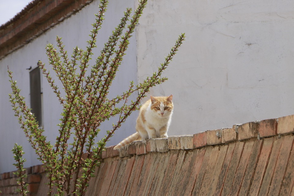 Cat Pet Brick Wall - Free photo on Pixabay - Pixabay