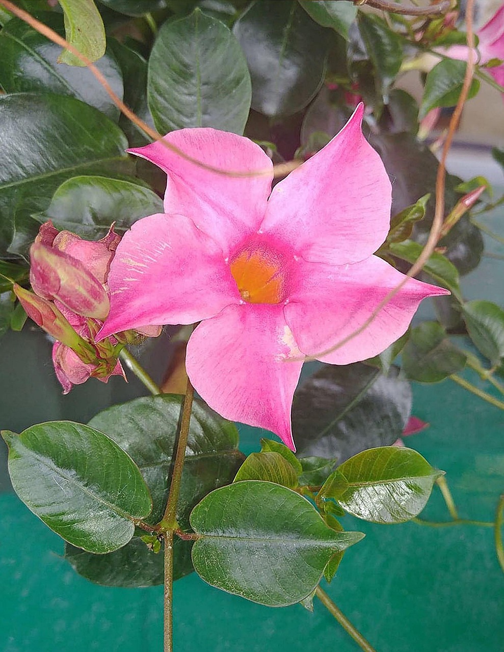 Flower Flora Nature Brazilian - Free photo on Pixabay - Pixabay