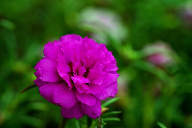 Portulacca Flower Plant - Free photo on Pixabay