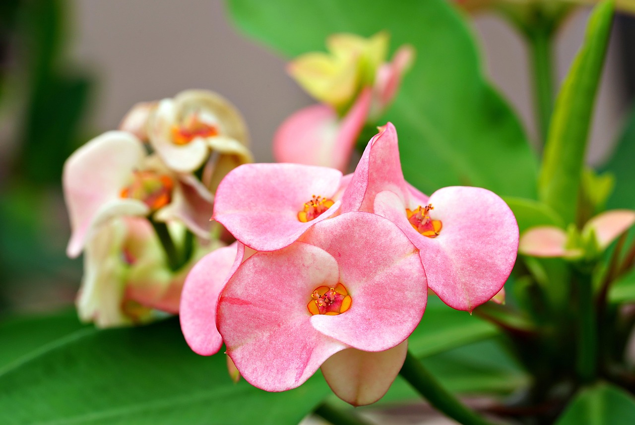 Queen Of Thorn Flower Plant - Free photo on Pixabay - Pixabay