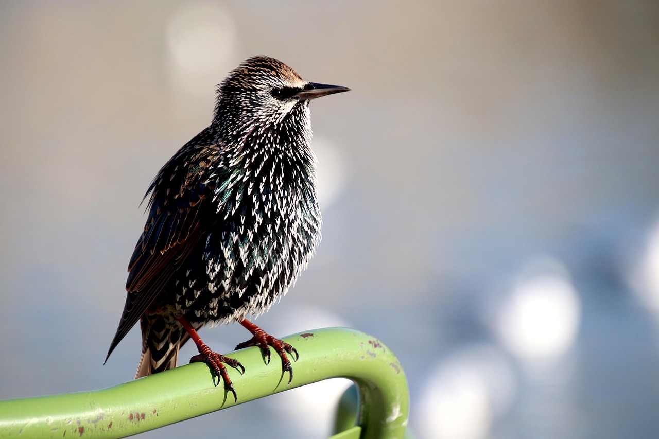 900+ kostenlose Vogel Star und Star-Bilder - Pixabay