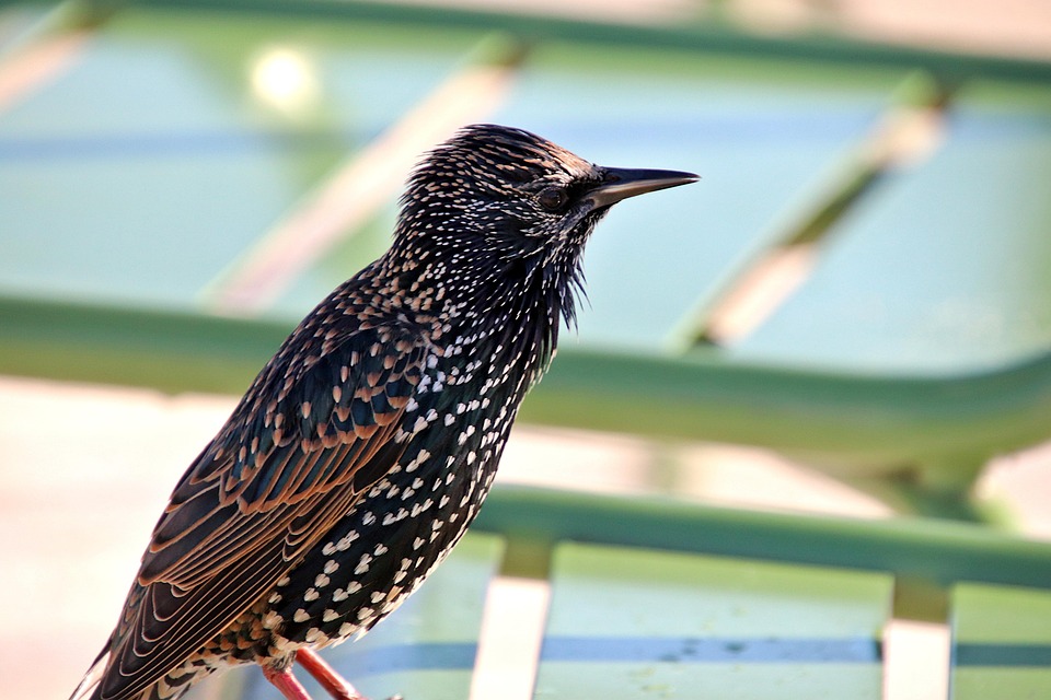 Estorninho Aves Passeriformes - Foto gratuita no Pixabay