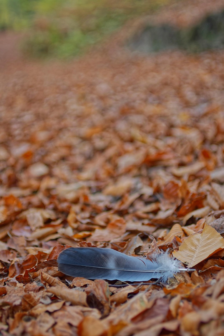 Leaves Feather Foliage - Free photo on Pixabay
