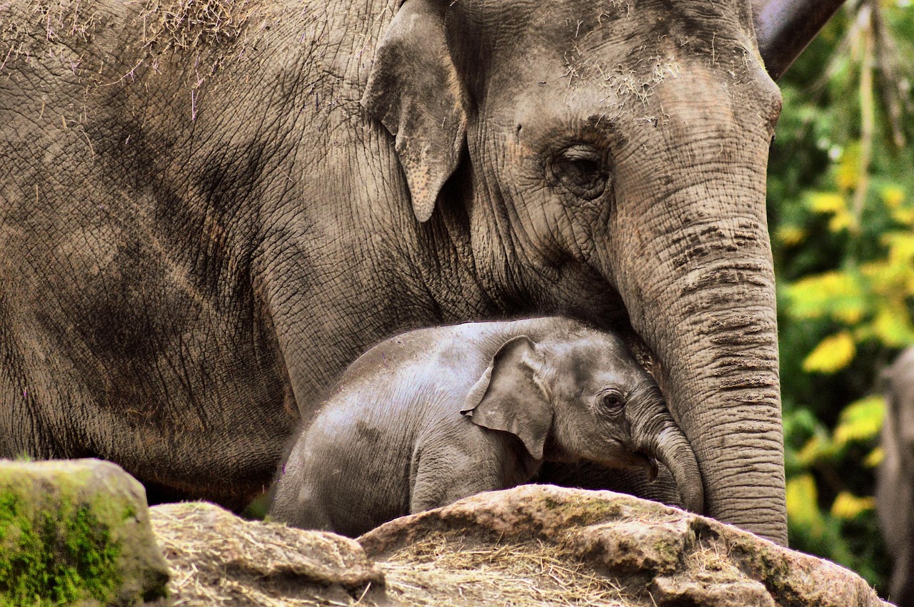 Download Stunning Elephant Images - 5,000+ HD Photos & Pictures - Pixabay