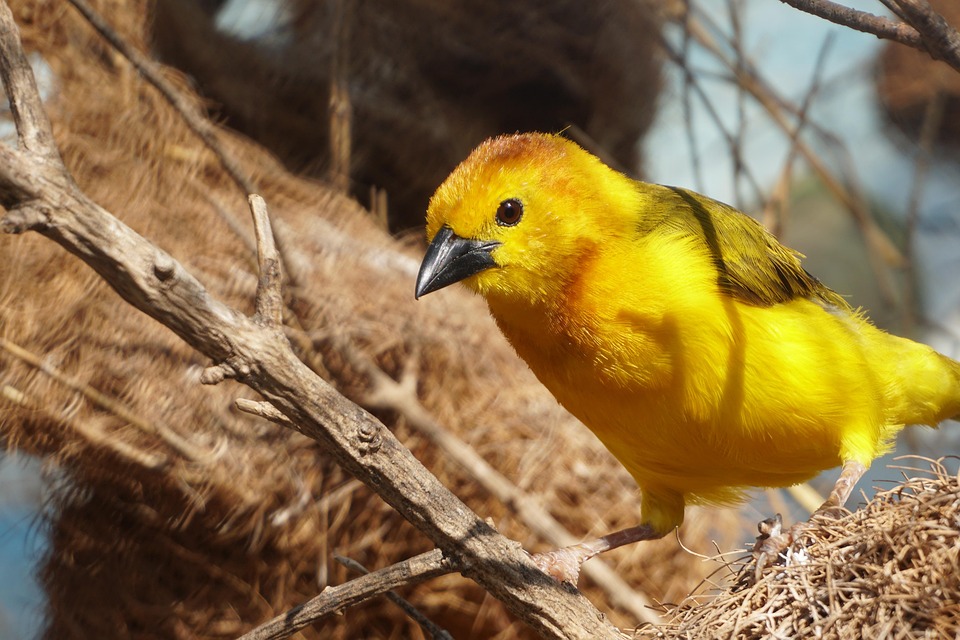 Uccello Nido Ornitologia - Foto gratis su Pixabay