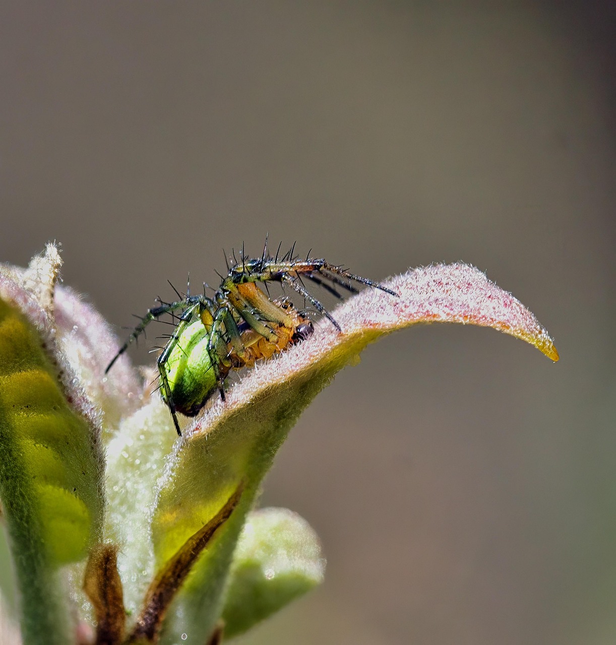 Spider Arachnid Insect - Free photo on Pixabay - Pixabay