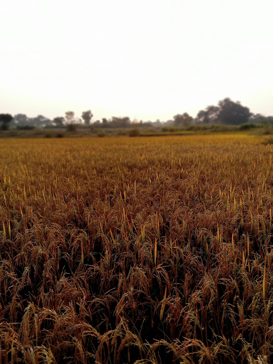 Paddy Rice Farming - Free photo on Pixabay