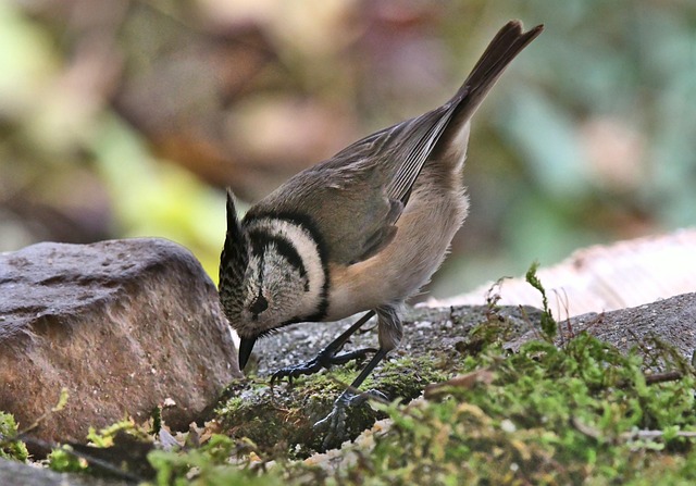 Teta Con Cresta Pájaro Ali - Foto gratis en Pixabay - Pixabay