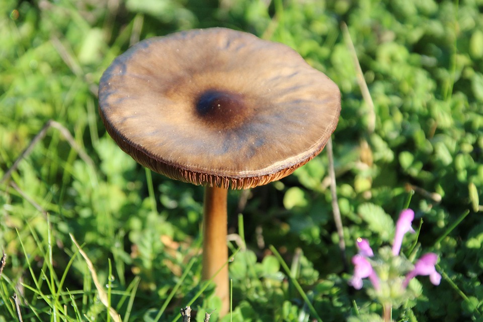 Mushroom Autumn Nature - Free photo on Pixabay - Pixabay