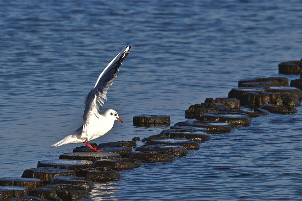 Gull Beach Ornithology - Free photo on Pixabay
