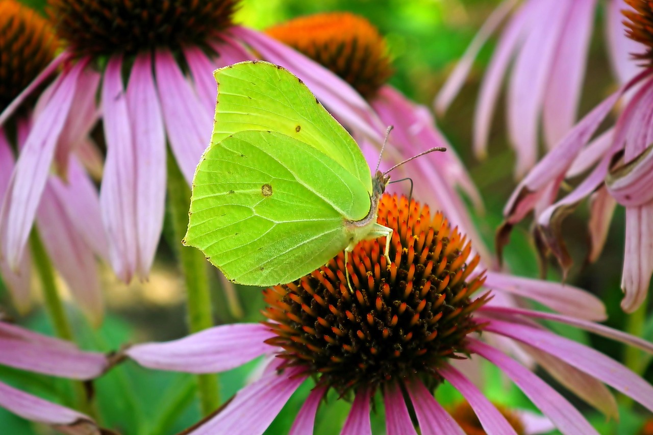 Mariposas Limones Insectos - Foto gratis en Pixabay - Pixabay