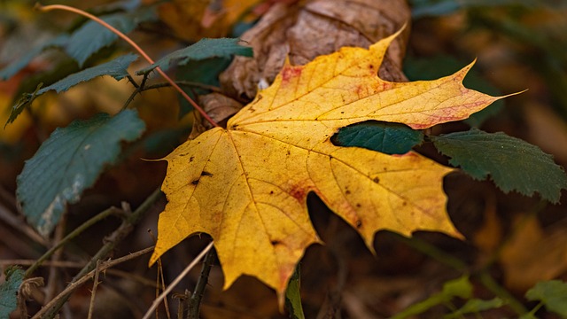 Blad Efterår Natur - Gratis foto på Pixabay - Pixabay