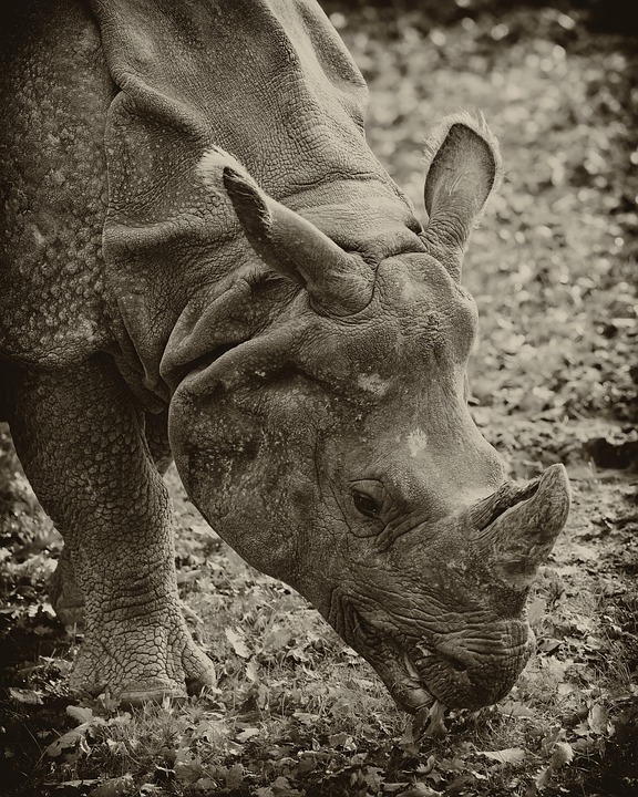 Rhino Animal Wildlife - Free photo on Pixabay