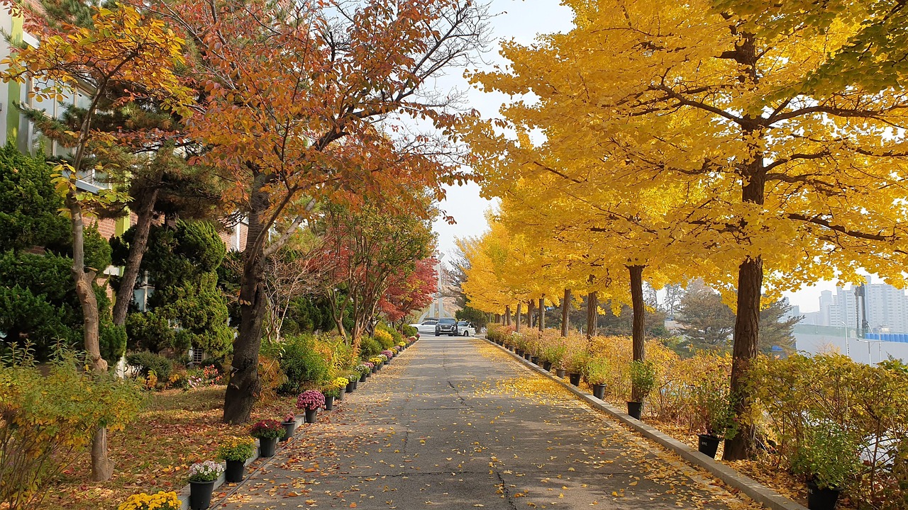 School Tree Fall - Free photo on Pixabay - Pixabay