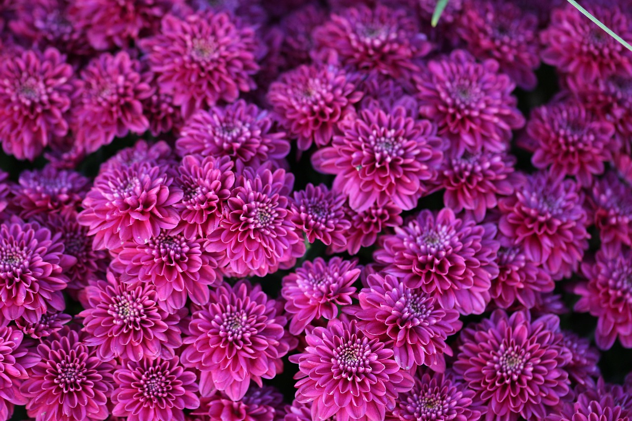 Chrysanthemum Flowers Nature - Free photo on Pixabay