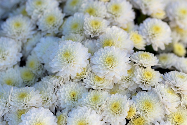 Krysanteemi Kukat Luonne - Ilmainen valokuva Pixabayssa - Pixabay