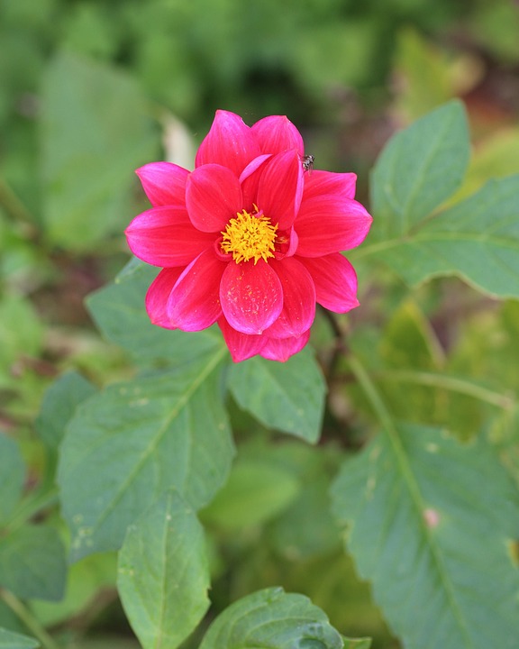 Natureza Jardim Flores - Foto gratuita no Pixabay - Pixabay